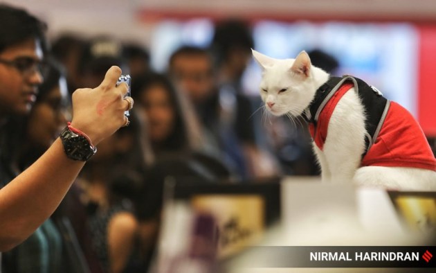 Hello Kitty! These pictures from Cat Show Championship by Feline Club ...