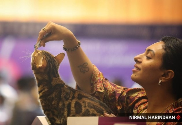 Hello Kitty! These pictures from Cat Show Championship by Feline Club ...