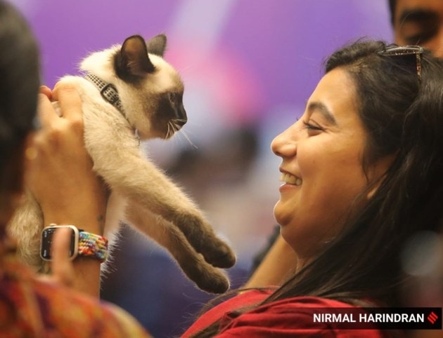 Hello Kitty! These pictures from Cat Show Championship by Feline Club ...