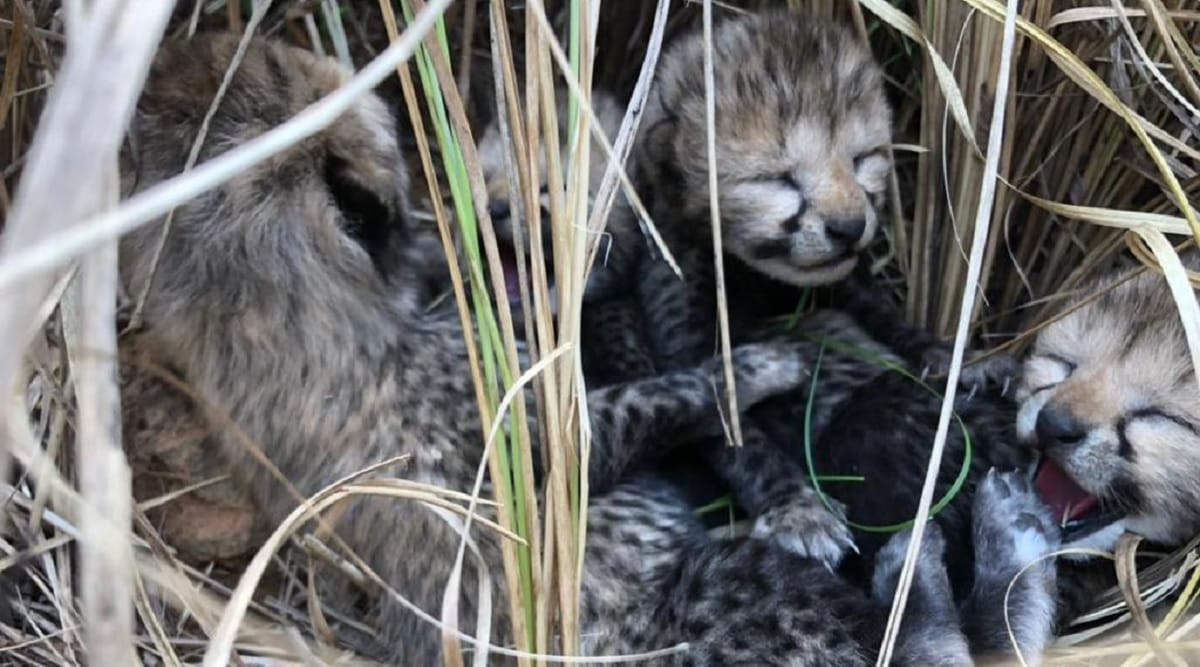 Namibian cheetah Siyaya gives birth to four cubs, first cheetahs to be ...