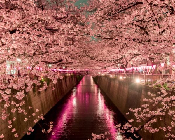 Spring Delight: Explore Japan Through These Stunning Cherry Blossom ...