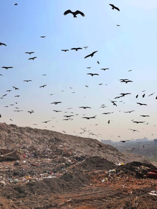 Delhi CM Arvind Kejriwal visits Okhla landfill | The Indian Express
