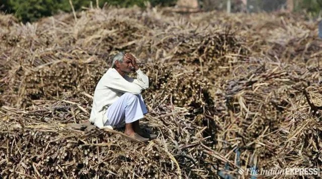 Alarm bells as crop insurance claimed on fake farms, orchards in ...