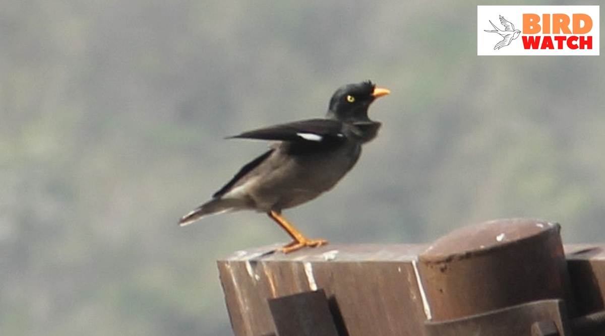 Birdwatch: Jungle Myna found in Chandigarh is an aggressive territorial ...