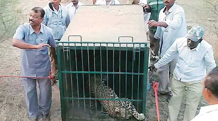 Human-leopard conflict on the rise due to declining prey population ...