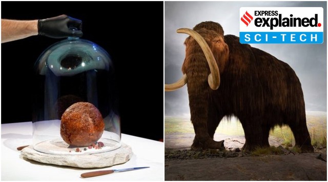 What A Startups Woolly Mammoth Meatball Tells Us About The Future Of Meat Explained News