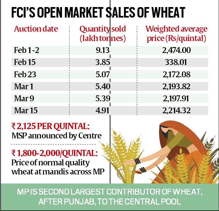 Madhya Pradesh: Wheat prices fall below MSP on the back of bumper crop ...