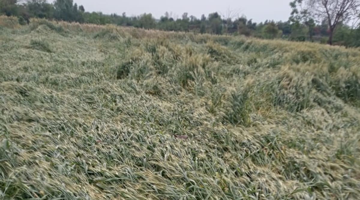 Heavy rain, hailstorm, strong winds wreak havoc on wheat crop ...