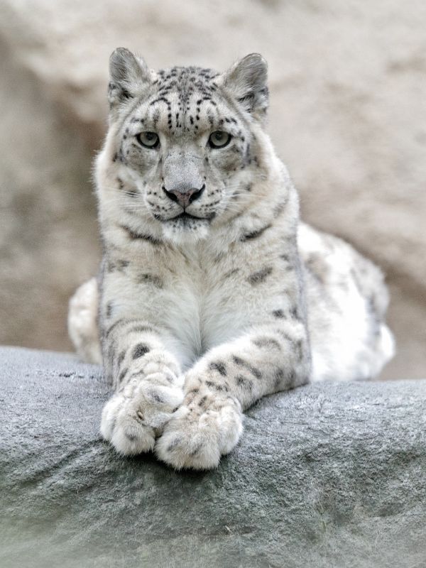 Explore India Responsibly With These Conservation Projects