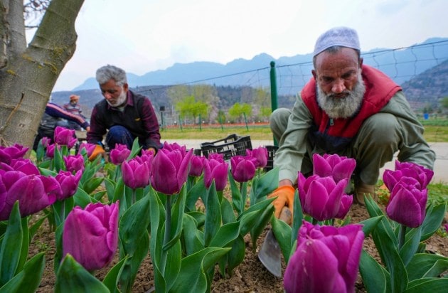 Season of bloom: Asia’s largest Tulip garden in Srinagar to open on ...