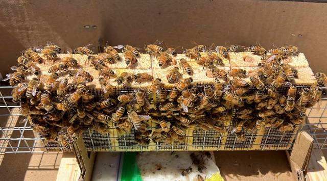 California storms hit beekeepers, but honey outlook’s sweet | Life ...