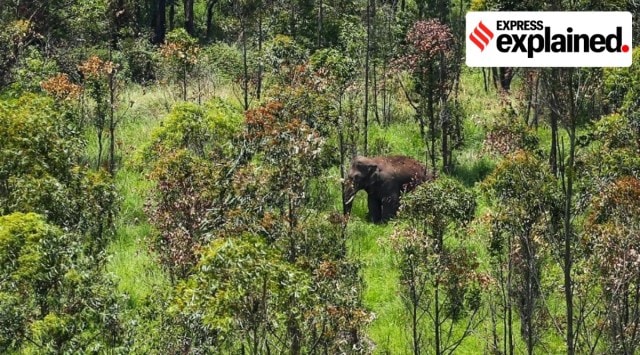 How rogue tusker Arikomban was finally captured | Explained News - The ... How rogue tusker Arikomban was finally captured | Explained News - The ...