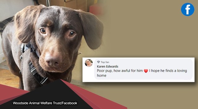 Pet dog suffers from ‘alcohol addiction’ after owner’s death, UK animal ...