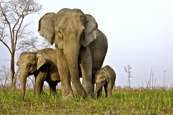 Gaj Utsav 2023: An Elephantine Extravaganza To Be Held At Kaziranga ...