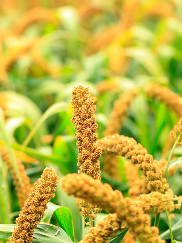 Foxtail Millet Plant