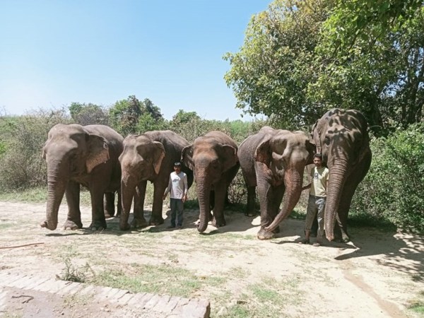 Gaj Utsav: Five rescued female elephants find new life at Haryana ...