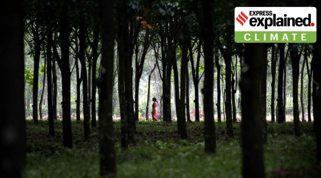 How the forest conservation Bill in Lok Sabha trades forests for trees ...