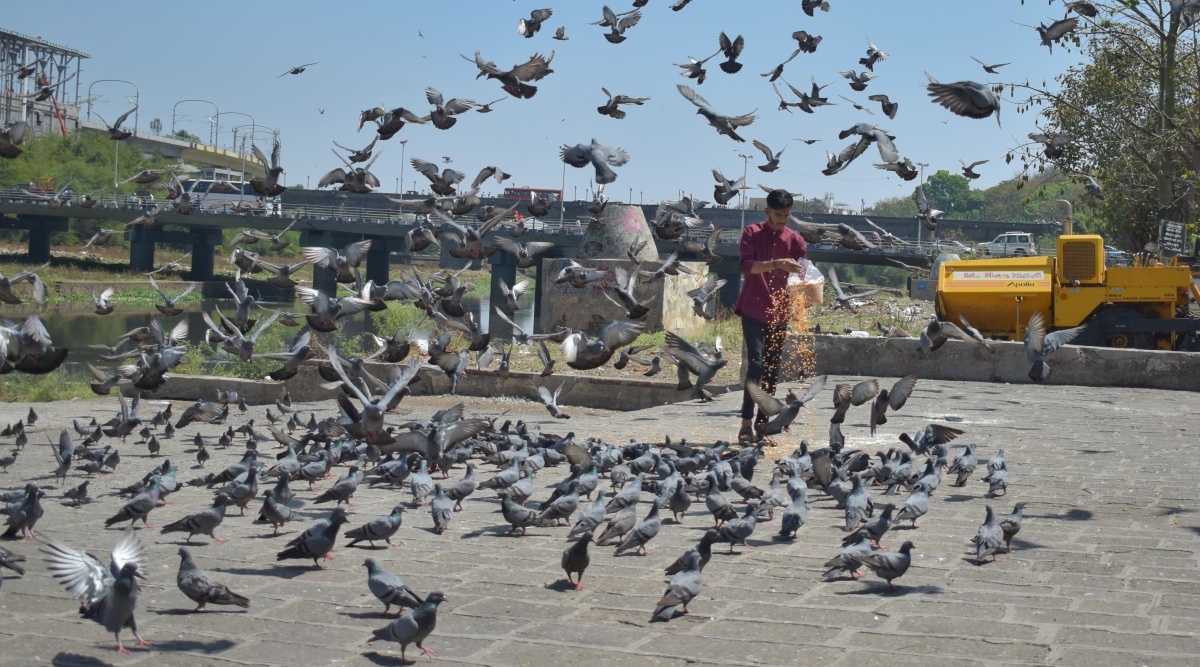 Delhi boy develops life-threatening lung disease caused by exposure to pigeons; find out if you ...