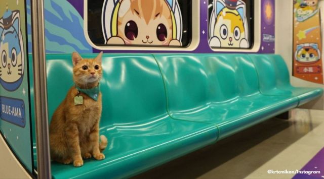 Ginger cat made ‘station master’ on Taiwan metro: ‘Dare I say, Station ...