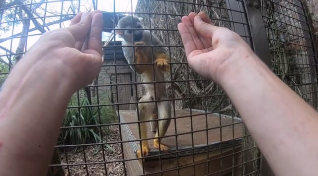 Sleight-of-hand magic tricks can fool monkeys, but only if they have ...