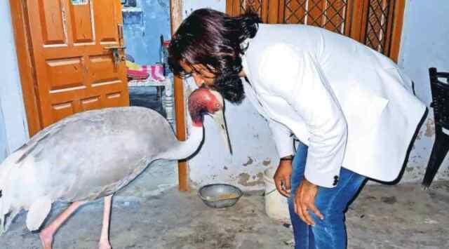 Story of Arif, sarus crane special; they should be reunited: Varun ...