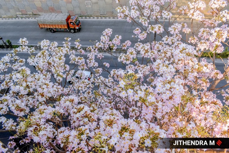 Bengaluru painted in colourful hues as flowers bloom across the city ...
