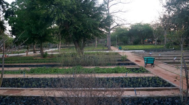At Asola Bhatti sanctuary, a ‘seed bank’ of plants native to the ...