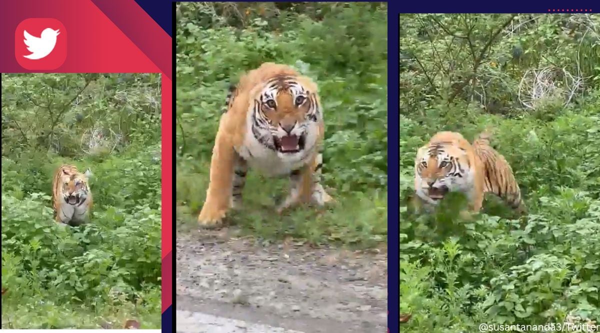 Tiger roars, charges towards tourists at Jim Corbett National Park ...