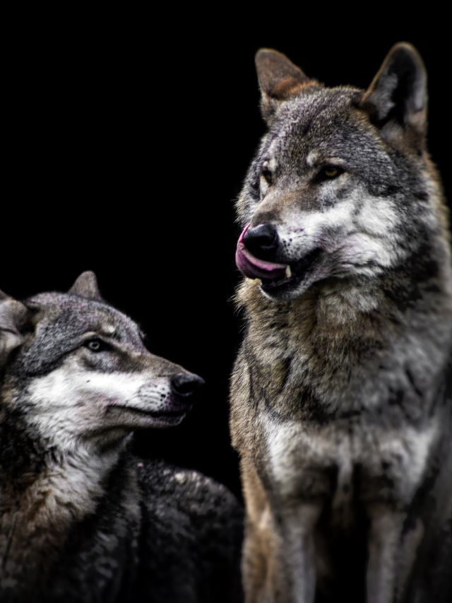 Famous wolves in popular culture | The Indian Express