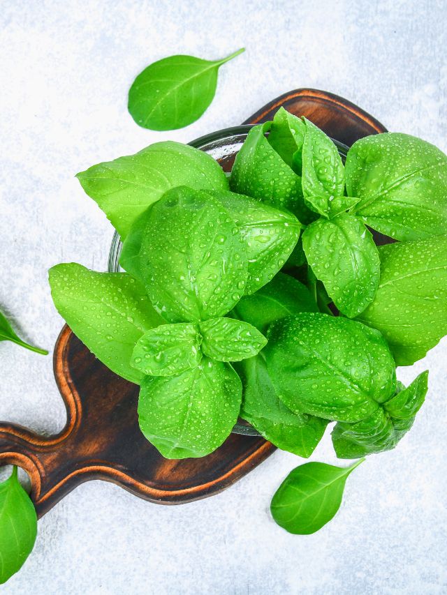 Benefits of basil leaves | The Indian Express