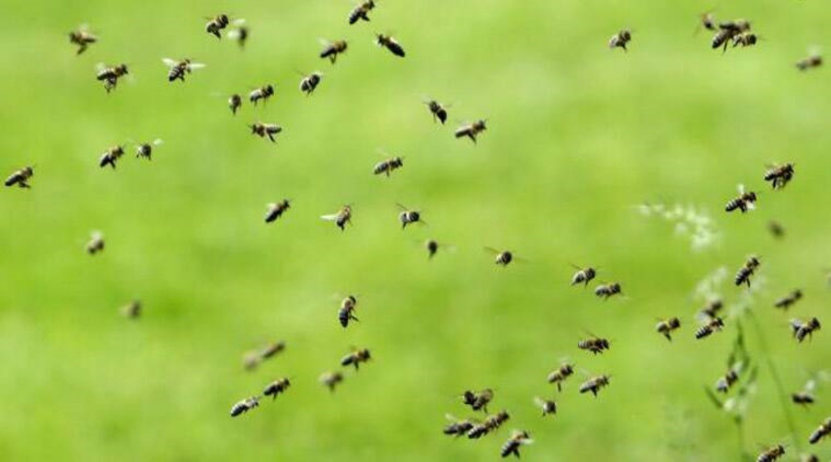 10 injured in attack by bee swarm near Sinhagad fort | Pune News - The ...