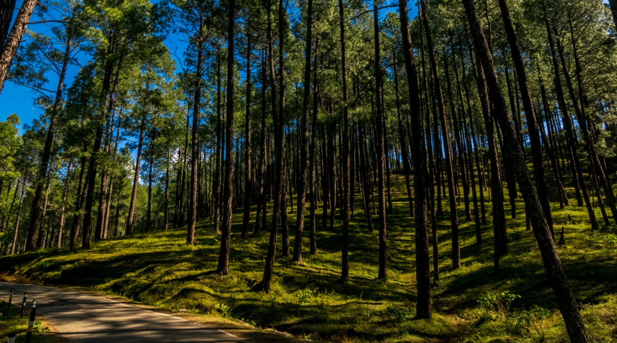 Here Is How To Make The Best Of Your Binsar Getaway