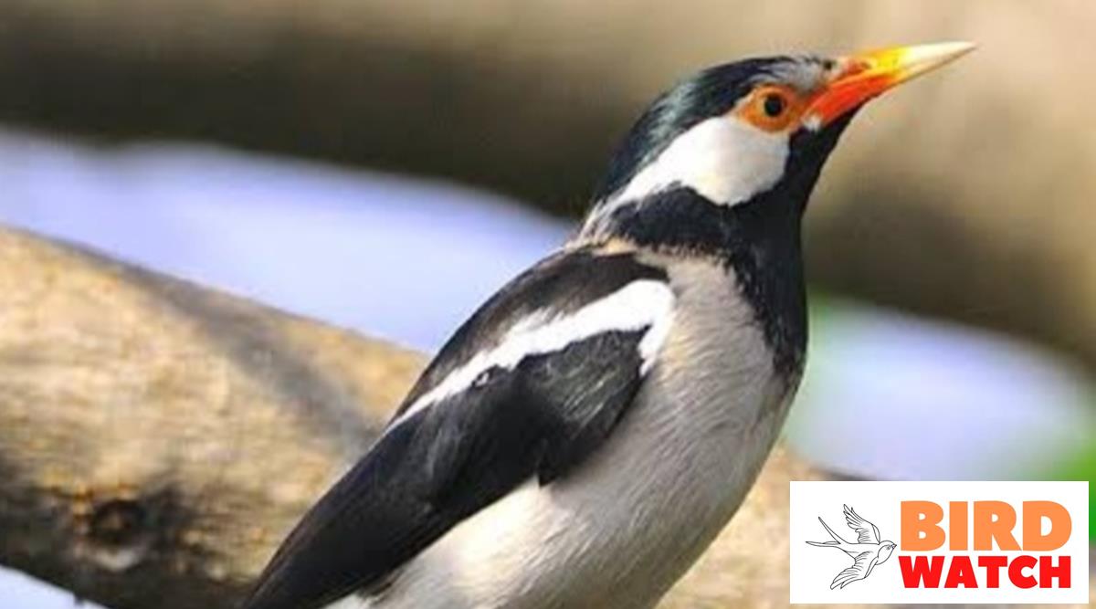 Birdwatch: Indian Pied Myna commonly in Chandigarh grasslands, garbage ...