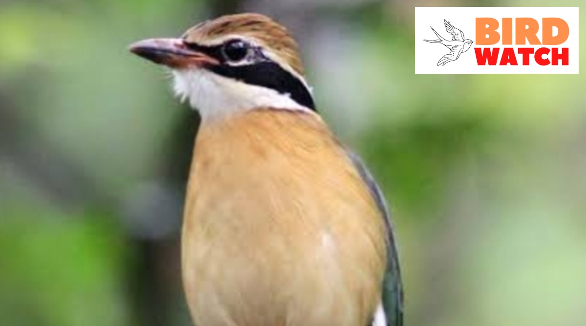 Birdwatch: Indian Pitta, a summer bird with striking colours ...