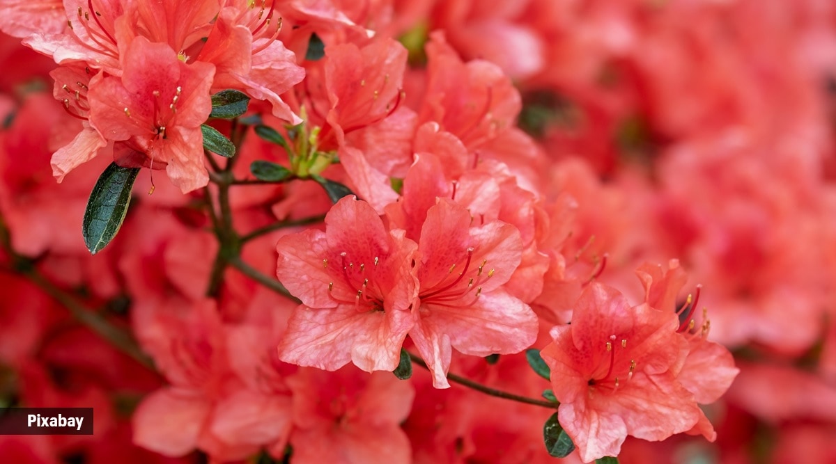 Bhagyashree shares the many health benefits of this ‘beautiful flower ...