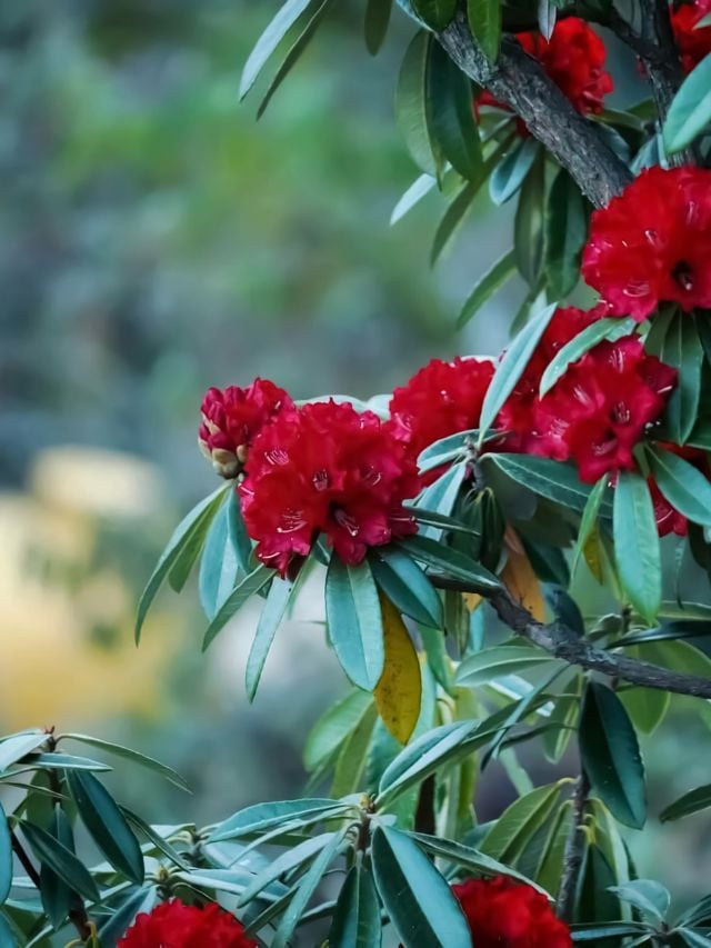 Benefits of Buransh flower | The Indian Express