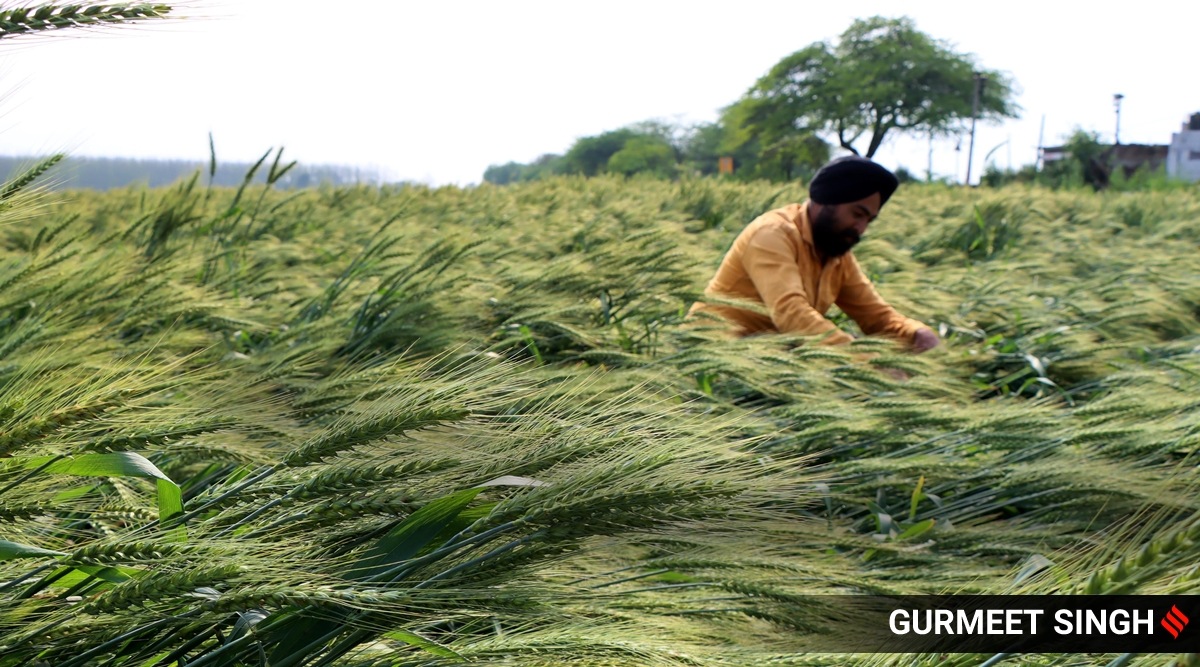 Jalandhar bypoll: Wheat farmers’ compensation a major poll issue for ...