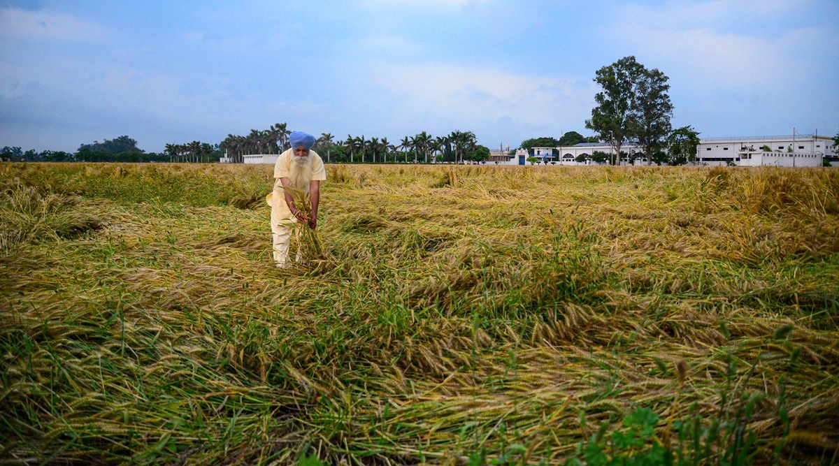 Due to intermittent rain in Punjab, no hopes of reviving fallen wheat ...