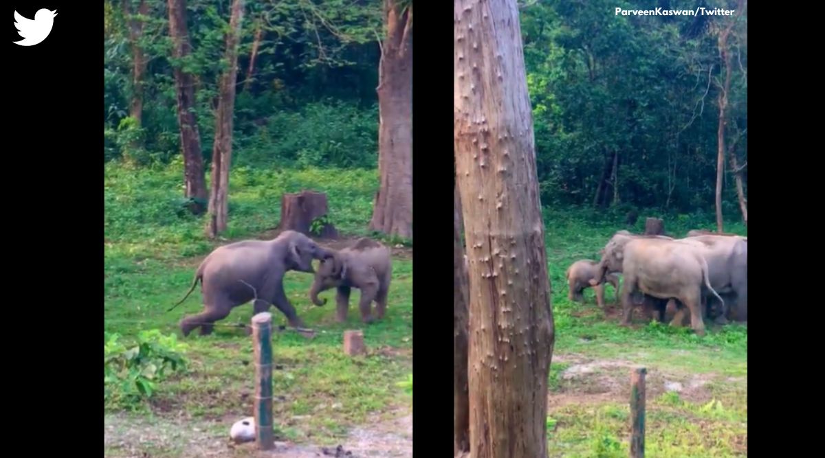 IFS officer shares adorable video of young elephants play-fighting ...
