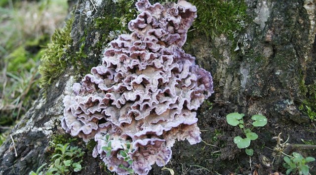 Kolkata man becomes world’s first human to be infected by ‘plant fungus ...
