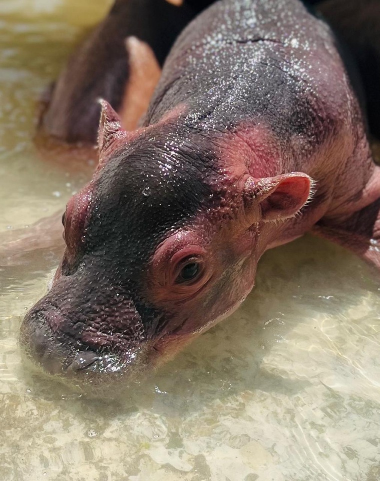 Punjab: Hippo born at Chhatbir Zoo after a gap of 15 years | Chandigarh ...