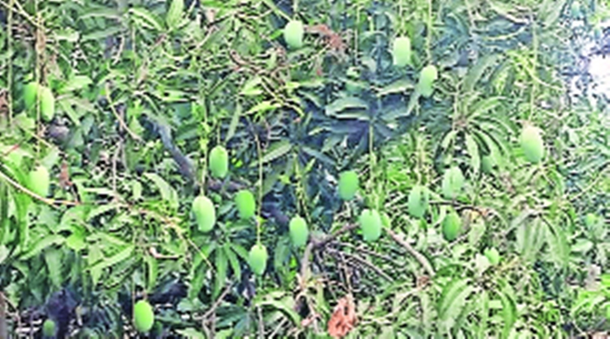 Talala APMC to start mango auction from April 18 | Ahmedabad News - The ...