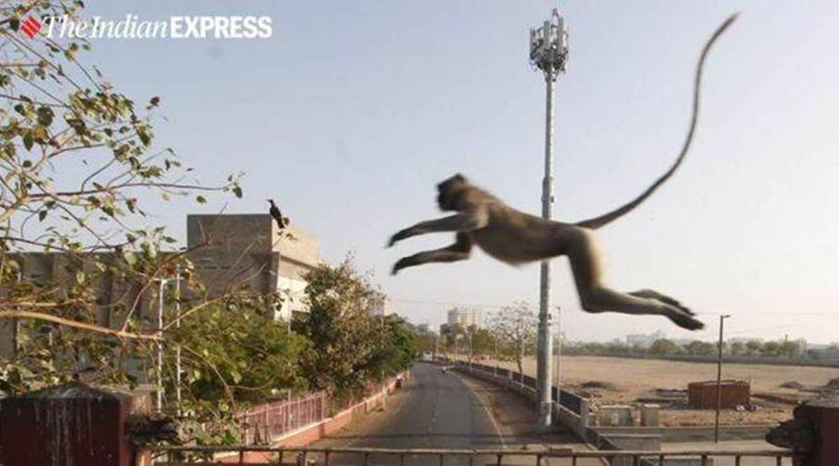 Monkey business disrupts Delhi Metro’s Yellow Line services | Delhi ...