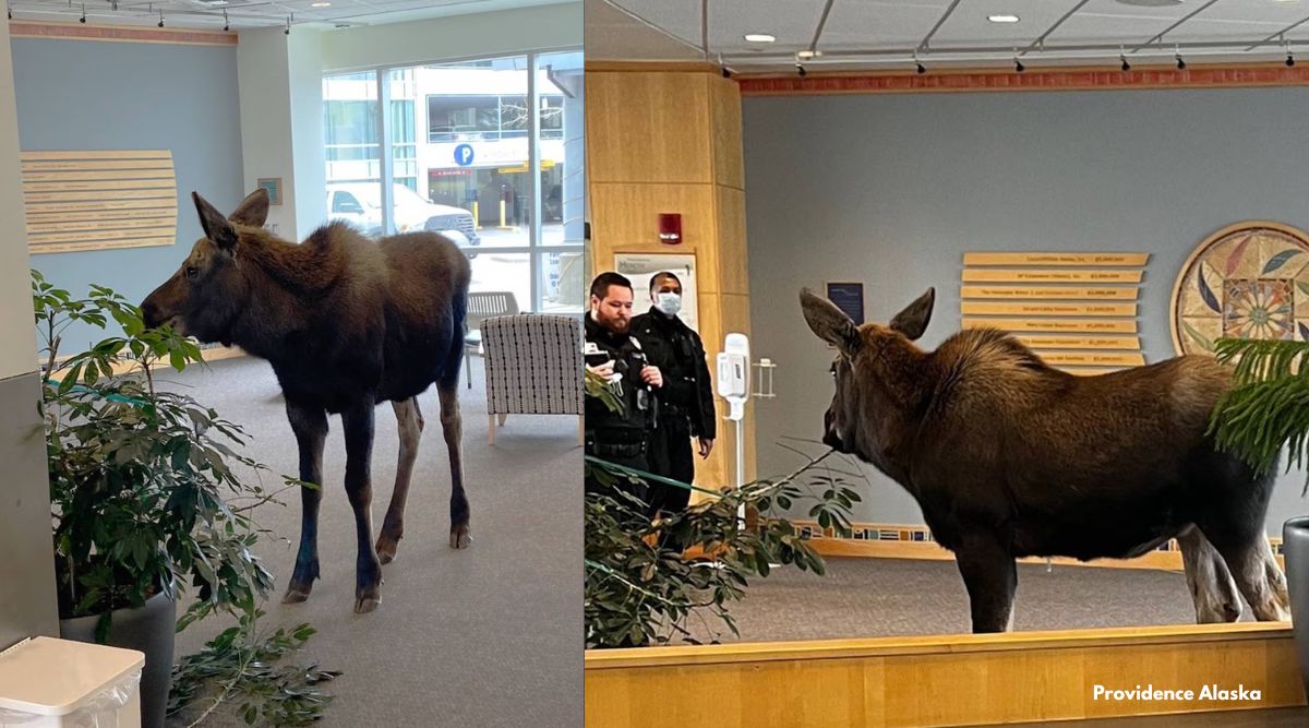 Moose on the loose: Moose enters US hospital, munches on potted plants ...