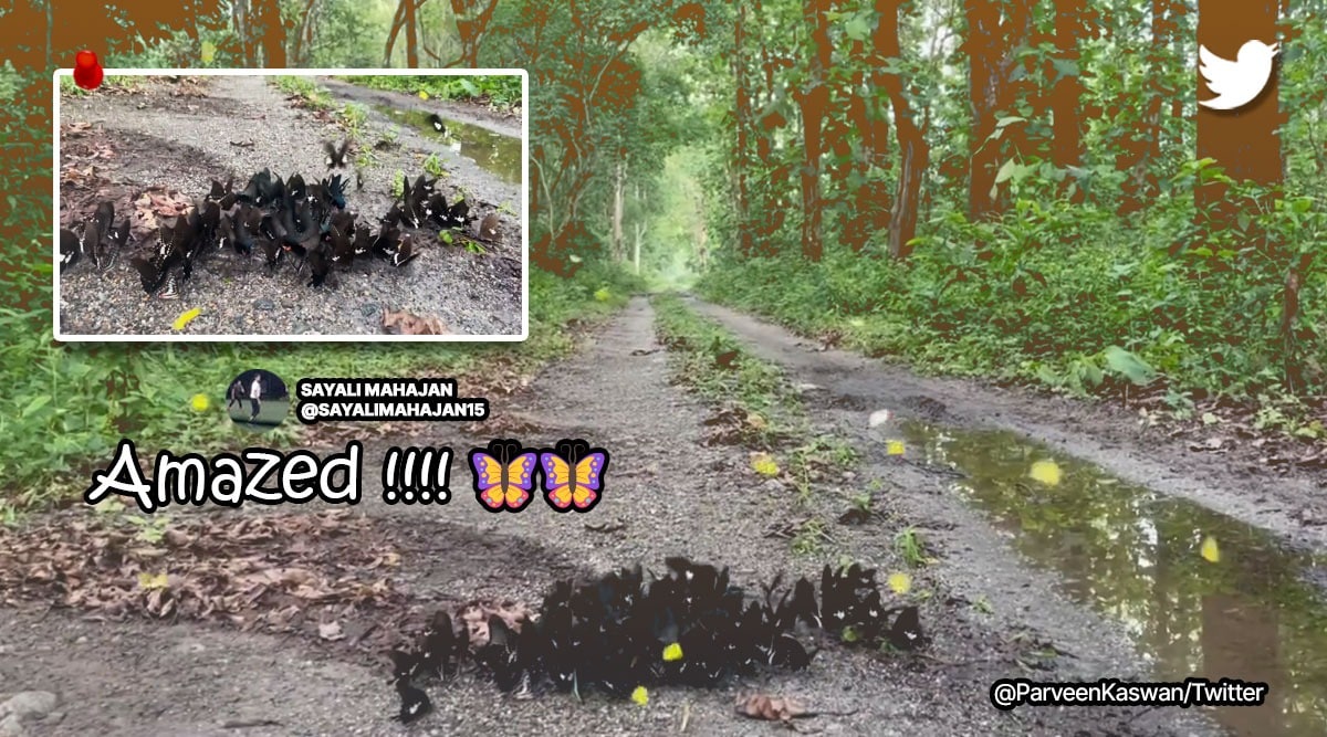 IFS officer explains odd butterfly behaviour. It’s called ‘mud puddling’ | Trending News - The ...