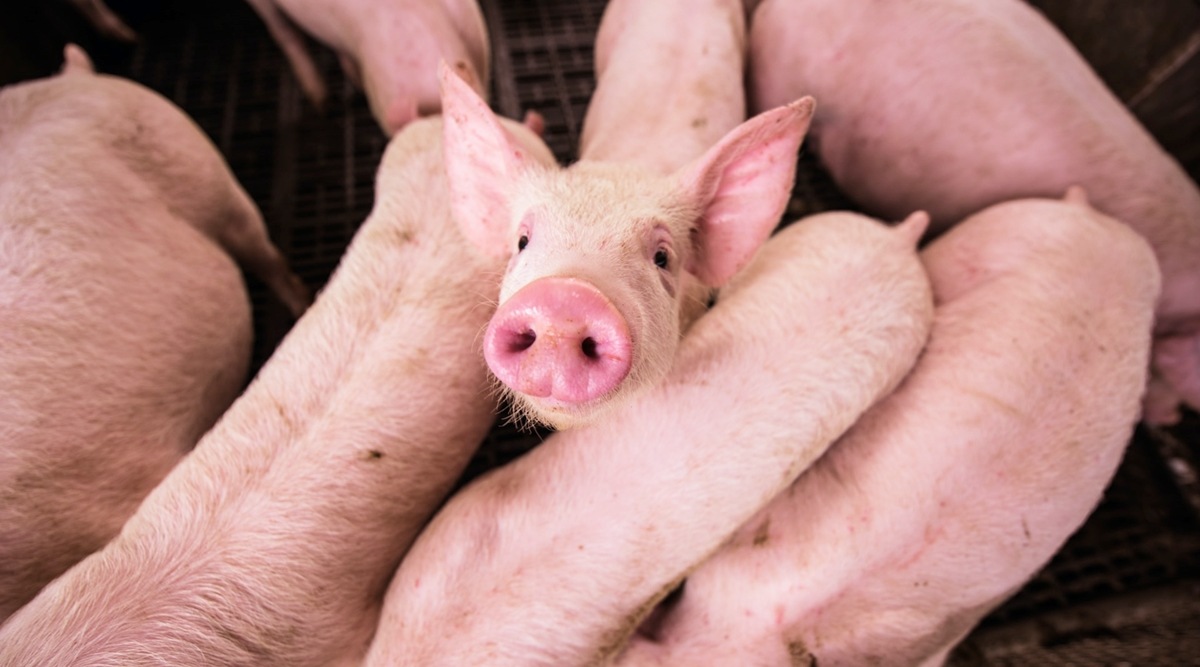 Swine flu: Tripura bans pig import from other states | North East India ...