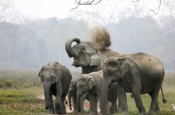 Gaj Utsav 2023: An Elephantine Extravaganza To Be Held At Kaziranga ...