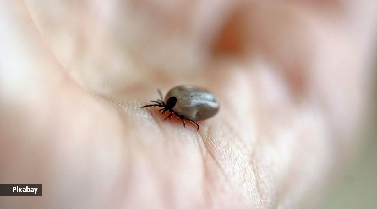 What we know about the deadly tick-borne virus detected in the UK ...