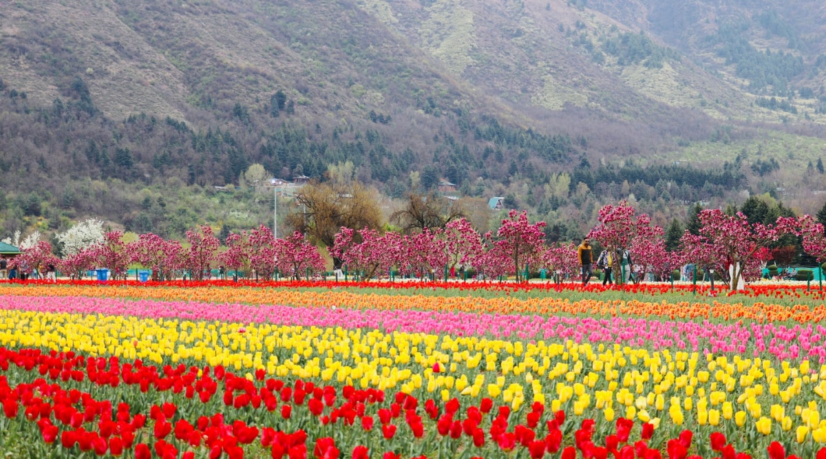 A Feast For The Eyes: Explore The Vibrant Tulip Garden Of Kashmir