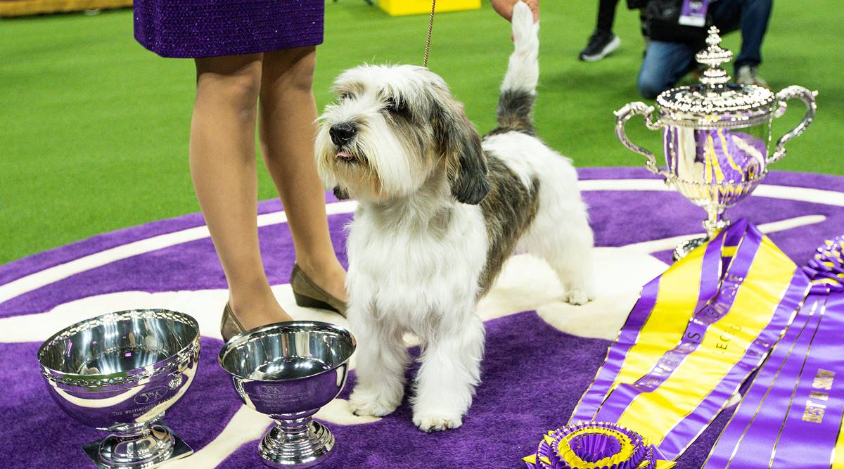 Dog named Buddy Holly is first of its breed to win Westminster show ...